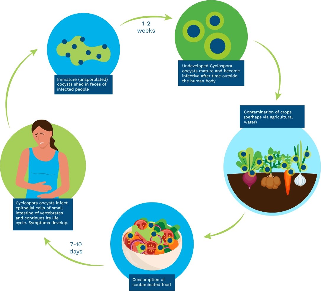 The Abcs Of Cyclospora